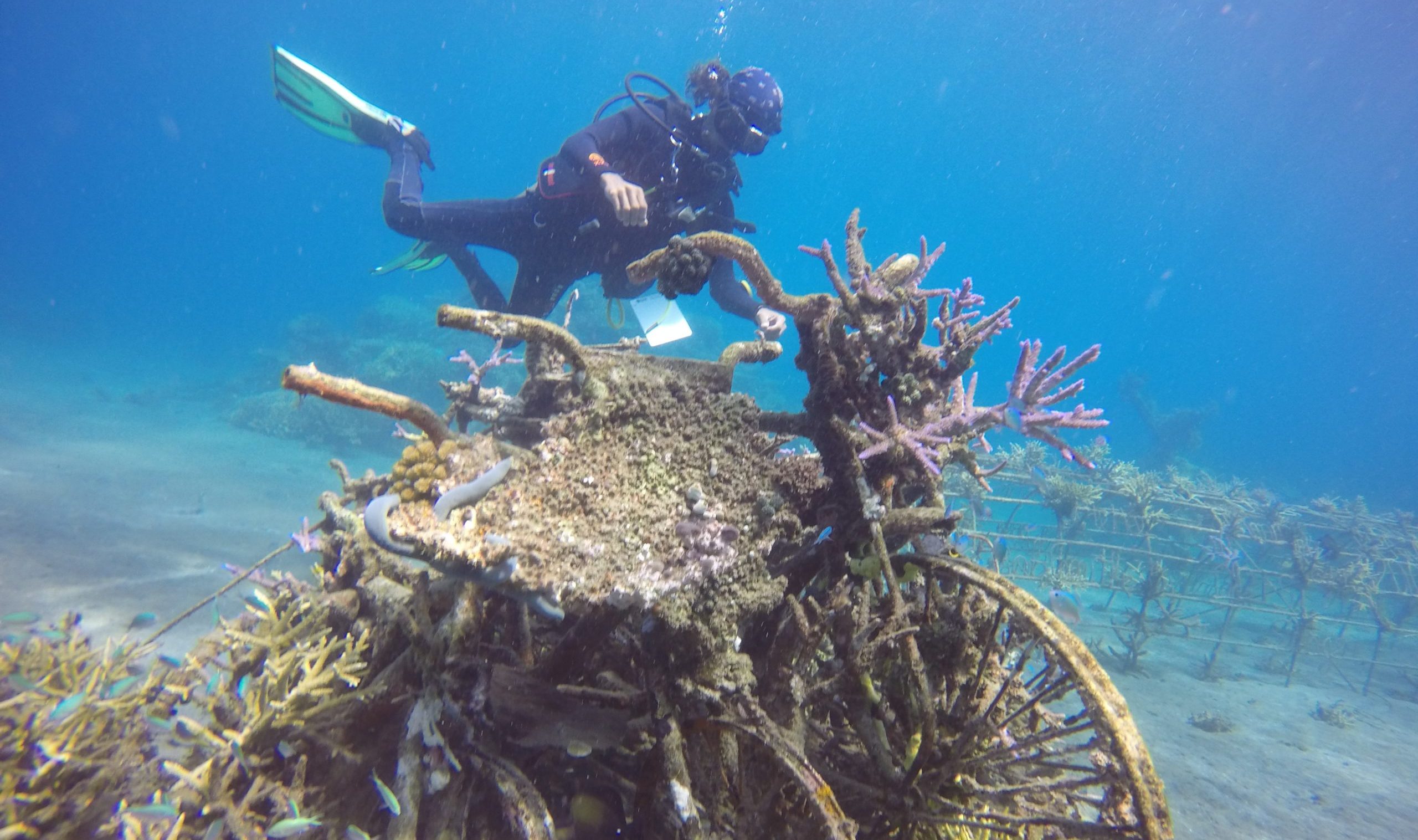 Diving in Bio-Rock North West Bali - Exotis Bali